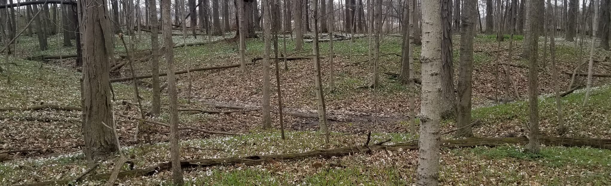 Blue Cast Springs Loop: 76 Reviews, Map - Indiana | AllTrails