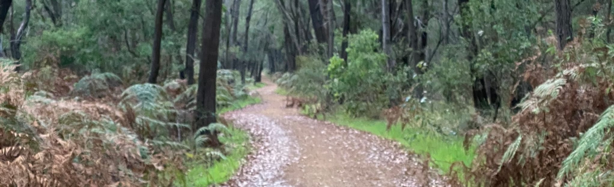 Carbunup River to Sabina River via Wadandi Track, Western Australia ...
