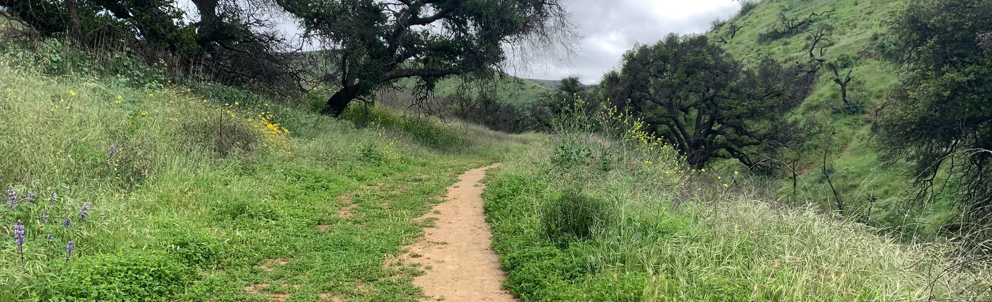 Challenger Open Space Loop Trail: 244 Reviews, Map - California | AllTrails