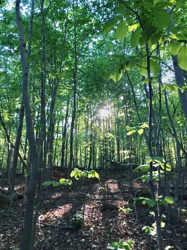 Best Hikes and Trails in Duke Forest | AllTrails