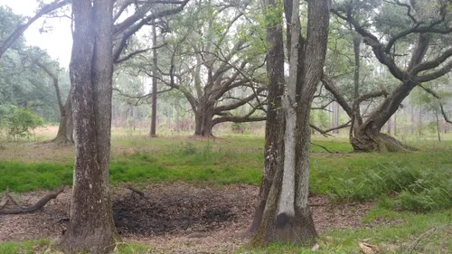 Best Hikes and Trails in Green Swamp Wildlife Management Area | AllTrails