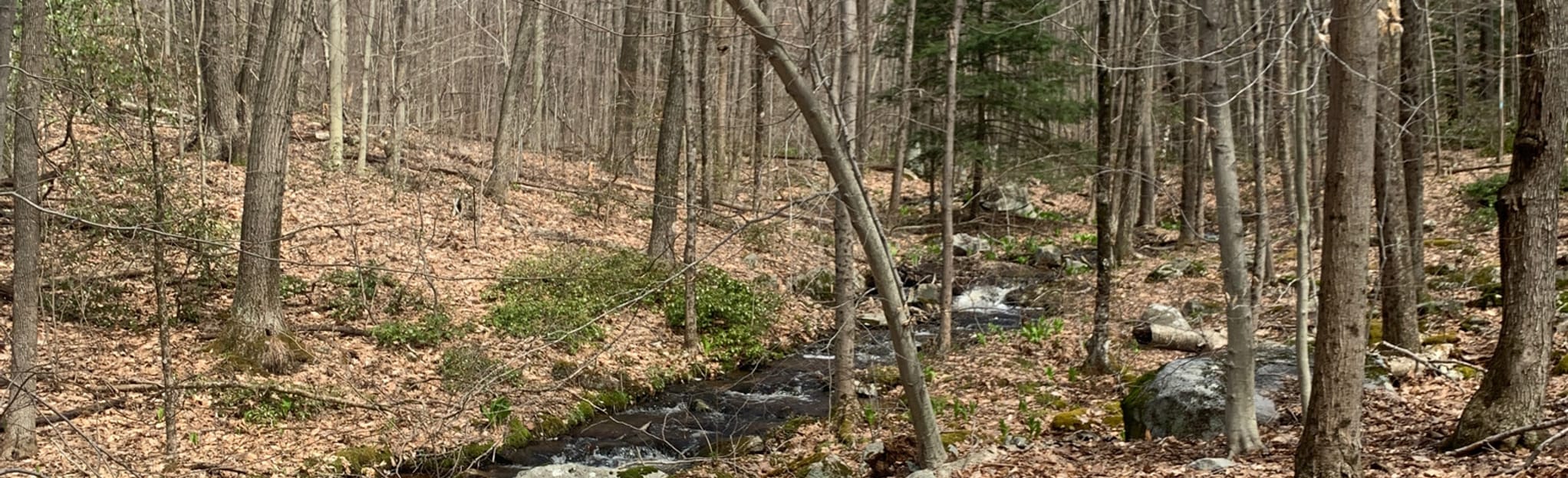 Kimball Forest Loop: 40 Reviews, Map - Connecticut | AllTrails