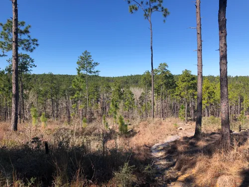10 Best Forest Trails in Kisatchie National Forest | AllTrails
