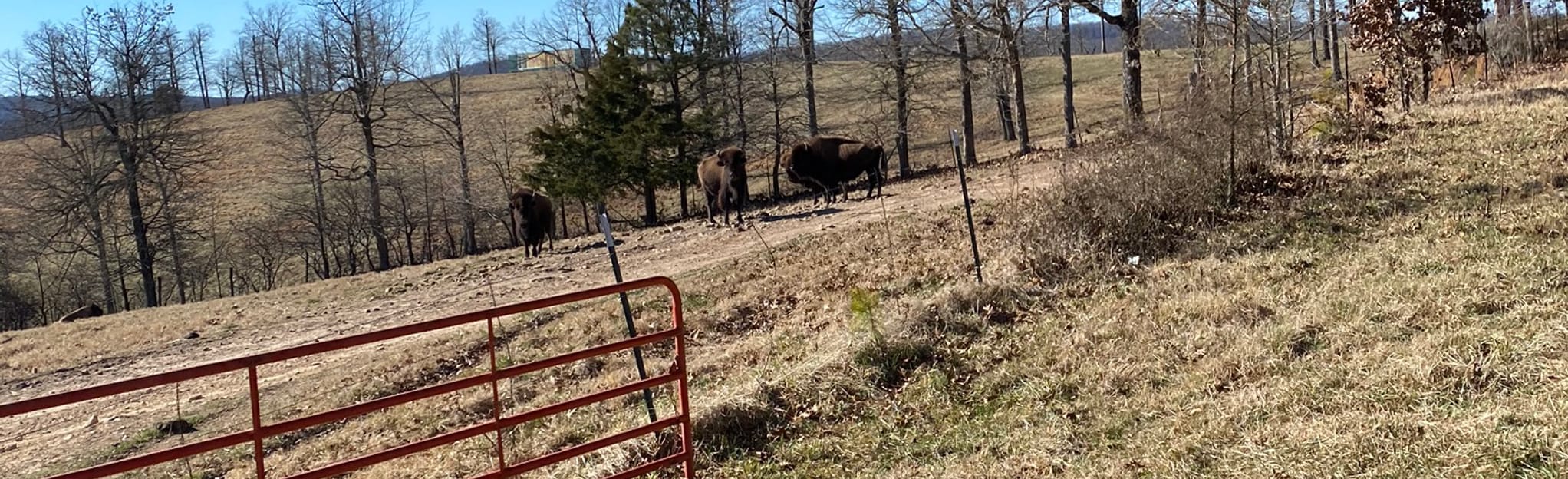 Wilderness Rider Buffalo Ranch Trail: 21 Reviews, Map - Arkansas ...