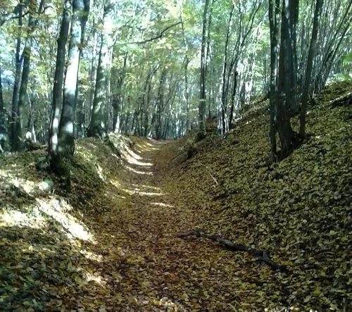 Best Hikes and Trails in Karsbach | AllTrails