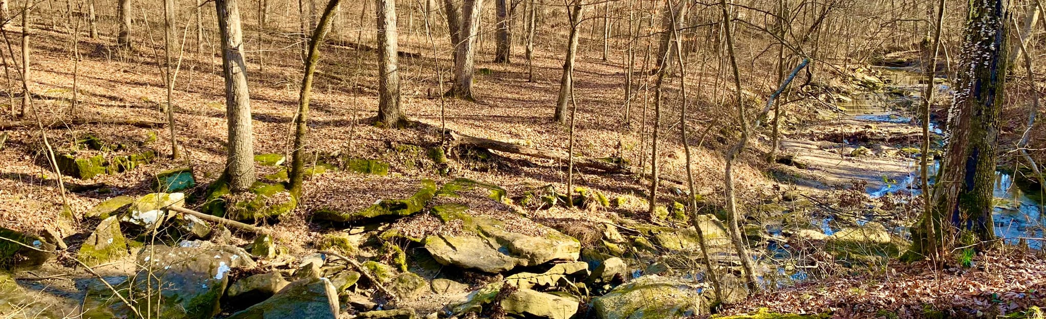 Randolph County Conservation Area Loop - Illinois | AllTrails