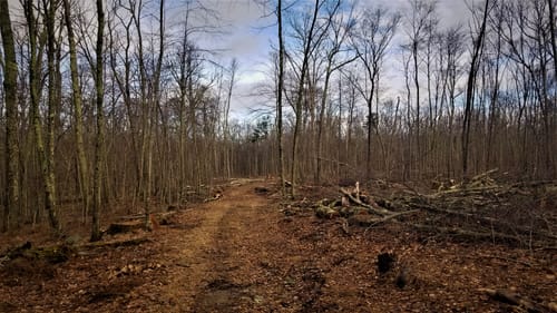 Best Hikes and Trails in James L Goodwin State Forest | AllTrails