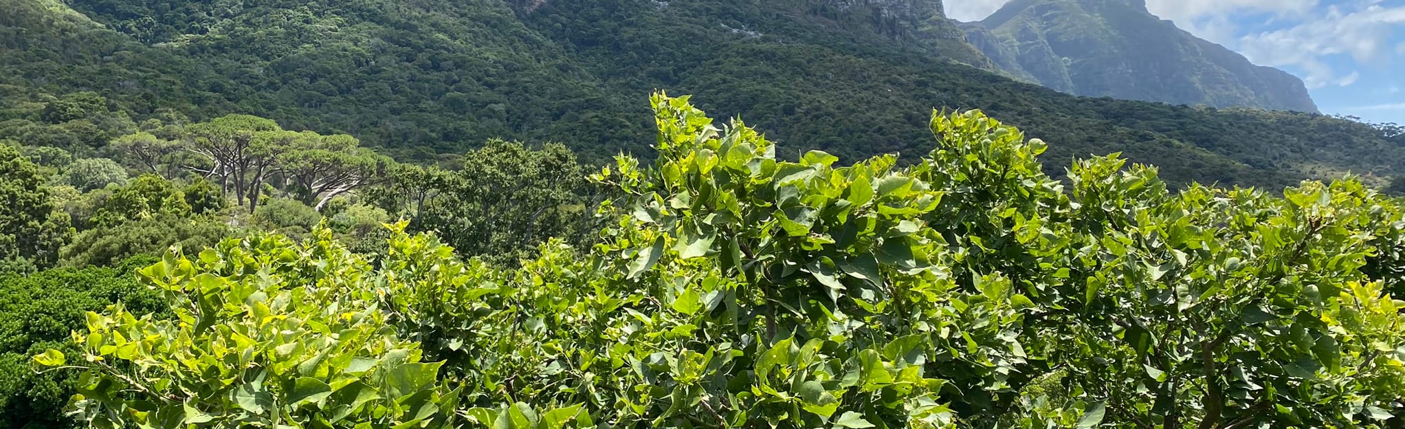 Cecilia Forest to Kirstenbosch via Nursery Ravine, Western Cape, South ...