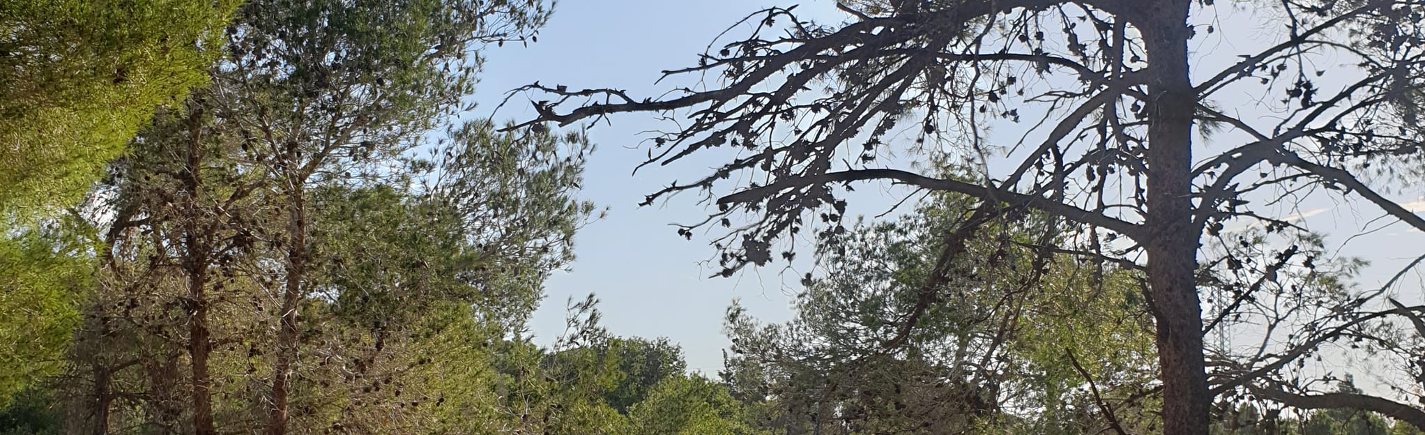 Kesalon to Sorek Cave via Mount Shimshon: 4 Reviews, Map - Jerusalem ...