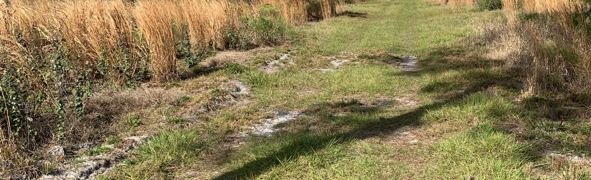 Lower Green Swamp Central to Northeast to Northwest Loop, Florida - 44 ...