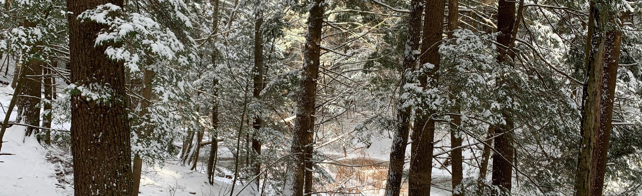 Paradise Park Loop from Juniper Hill Trailhead, Vermont - 23 Reviews ...