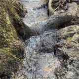 Beckwith Point Trail, Tennessee - 126 Reviews, Map | AllTrails