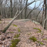 Beckwith Point Trail, Tennessee - 156 Reviews, Map | AllTrails