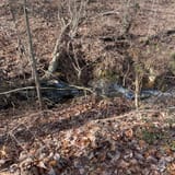 Beckwith Point Trail, Tennessee - 125 Reviews, Map | AllTrails