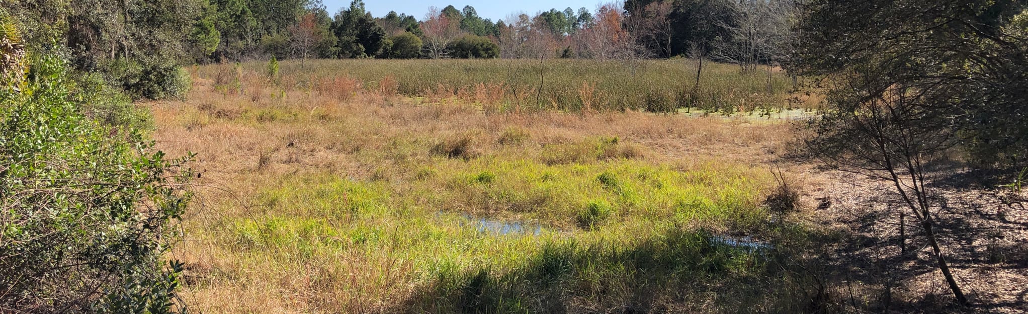 Juniper Springs Recreation Area Trail: 40 Reviews, Map - Florida ...