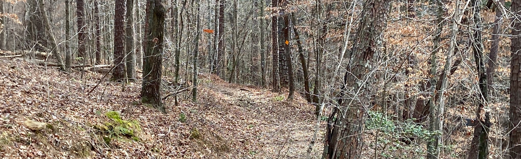 Brushy Creek Horse Loop: 49 Reviews, Map - Alabama | AllTrails