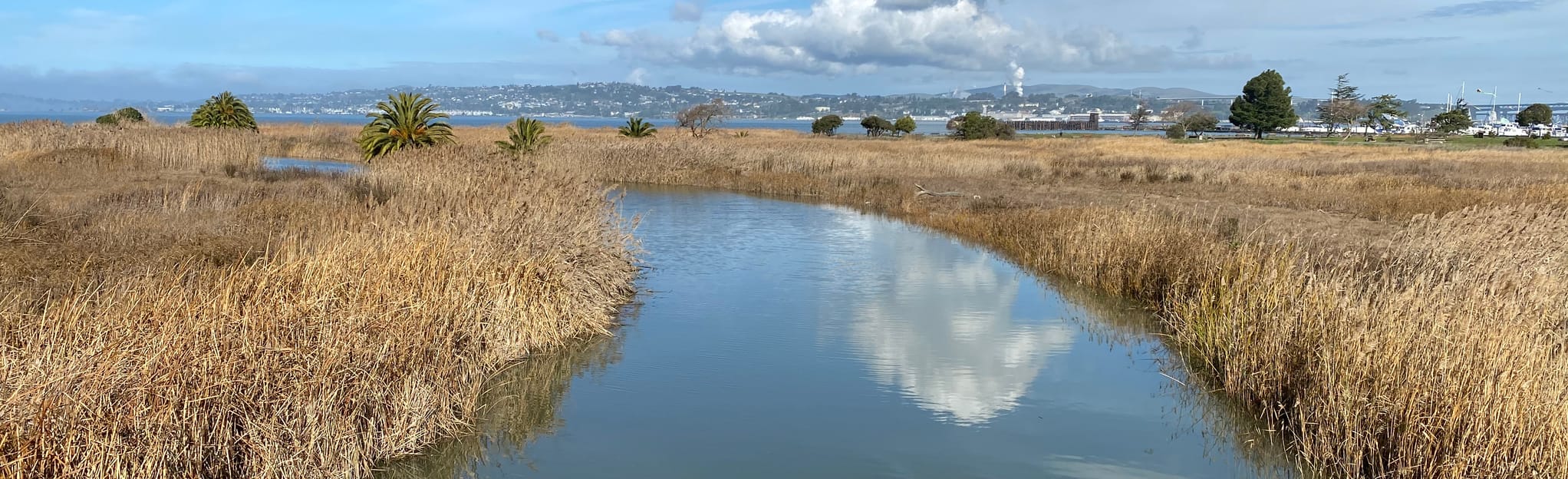 Killdeer, Pickleweed and Grangers Wharf Trail Loop, California - 430 ...