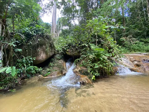 Best Hikes and Trails in FRIM Selangor Forest Park | AllTrails