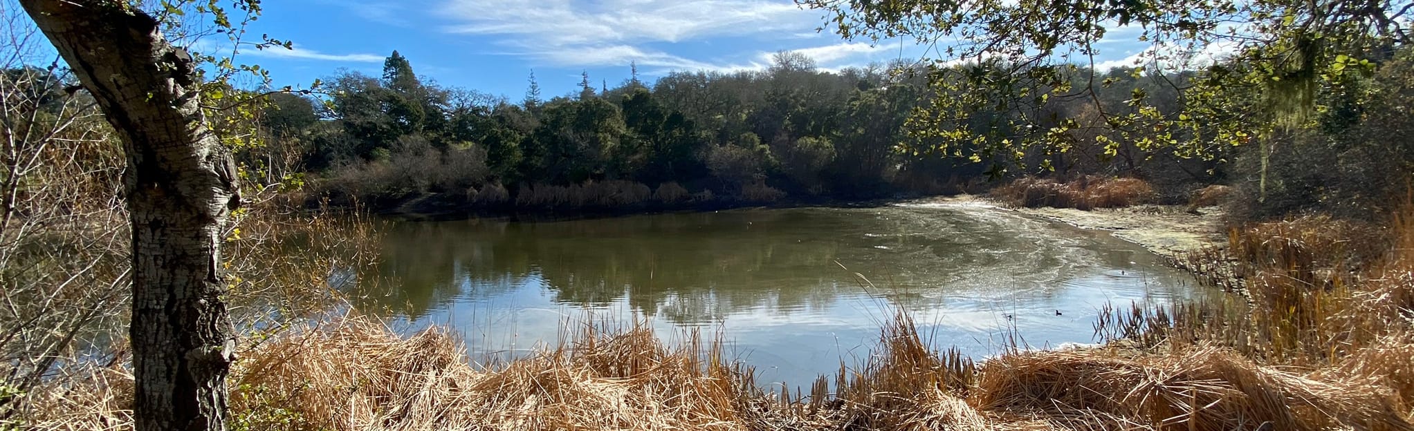 Arastradero Creek and Acorn Trail Loop: 721 Reviews, Map - California ...