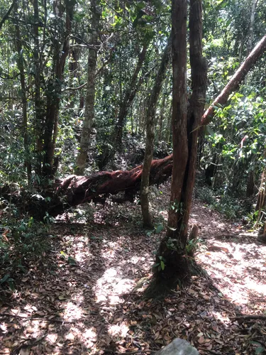 Best Moderate Trails in Hutan Simpan Gunung Jerai | AllTrails