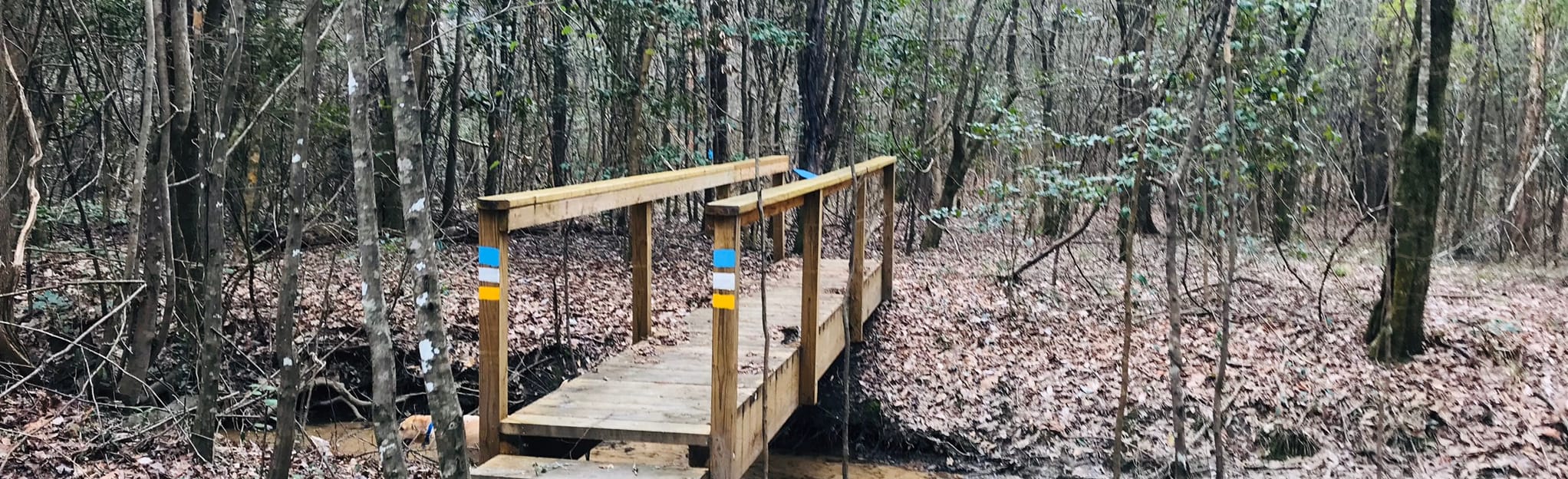 Blue Springs State Park Loop (blue loop) - Alabama | AllTrails