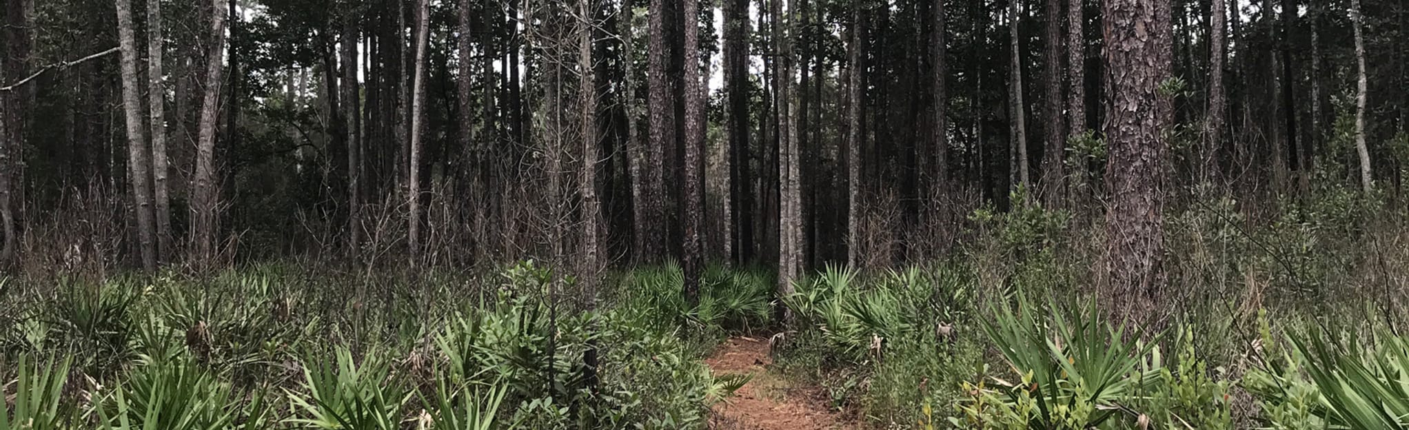 Olustee Battlefield to Osceola Forest via the Florida Trail, Florida ...
