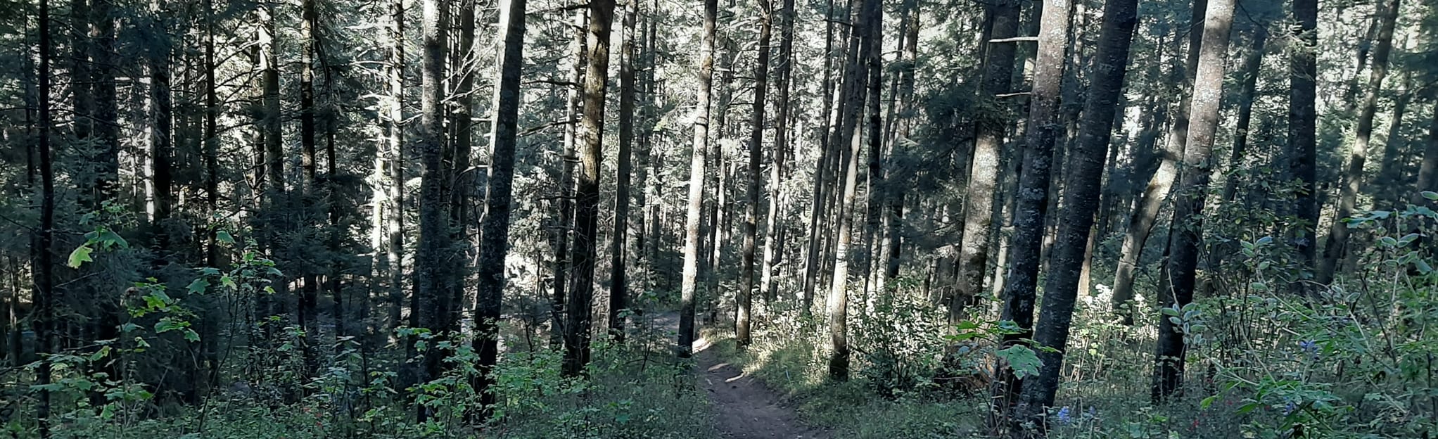 Circuito Cerro el Gavilán: 41 Fotos - México, Mexiko | AllTrails