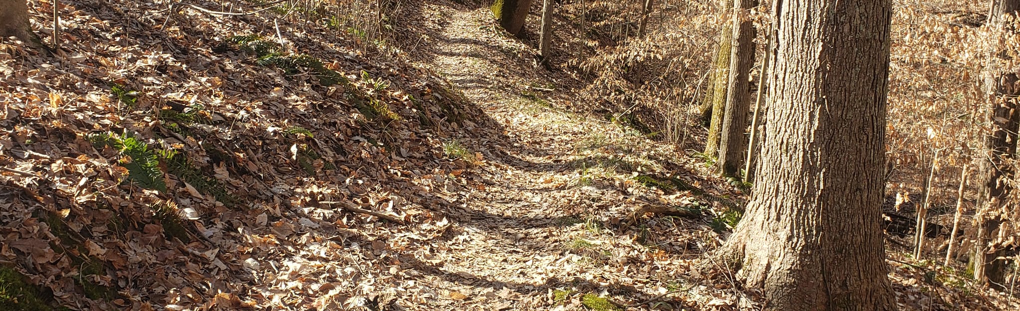 AllTrails | Sycamore Ridge Trail: 117 Reviews, Map - Indiana