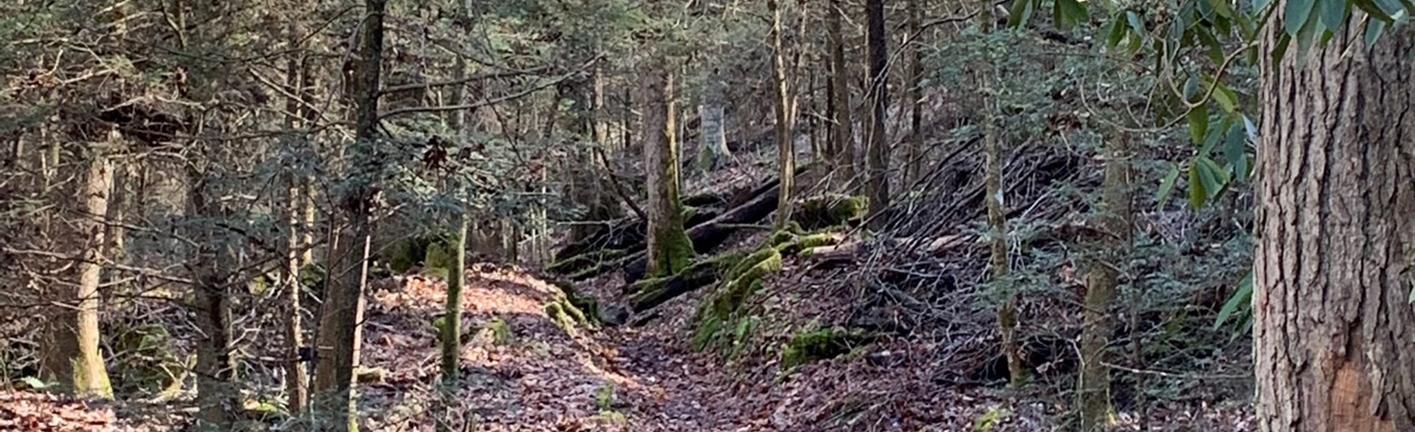 Yamacraw-Yahoo Falls Backcountry Route, Kentucky - 84 Reviews, Map | AllTrails