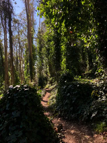 Best Hikes and Trails in Mount Sutro Open Space Reserve | AllTrails