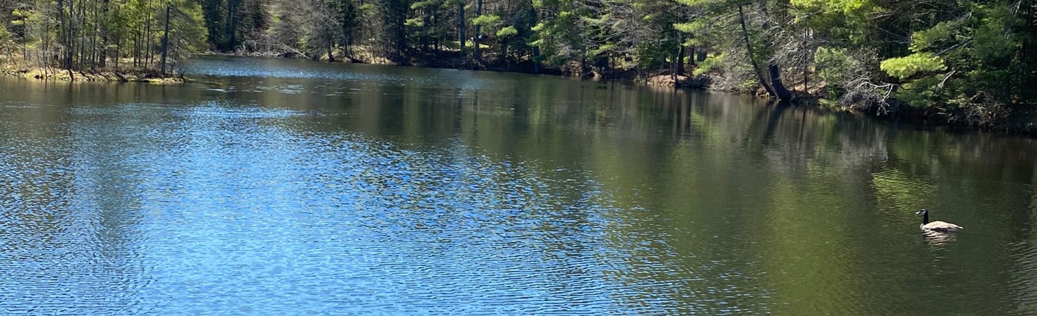 Beaver Park Loop: 30 Reviews, Map - Maine | AllTrails