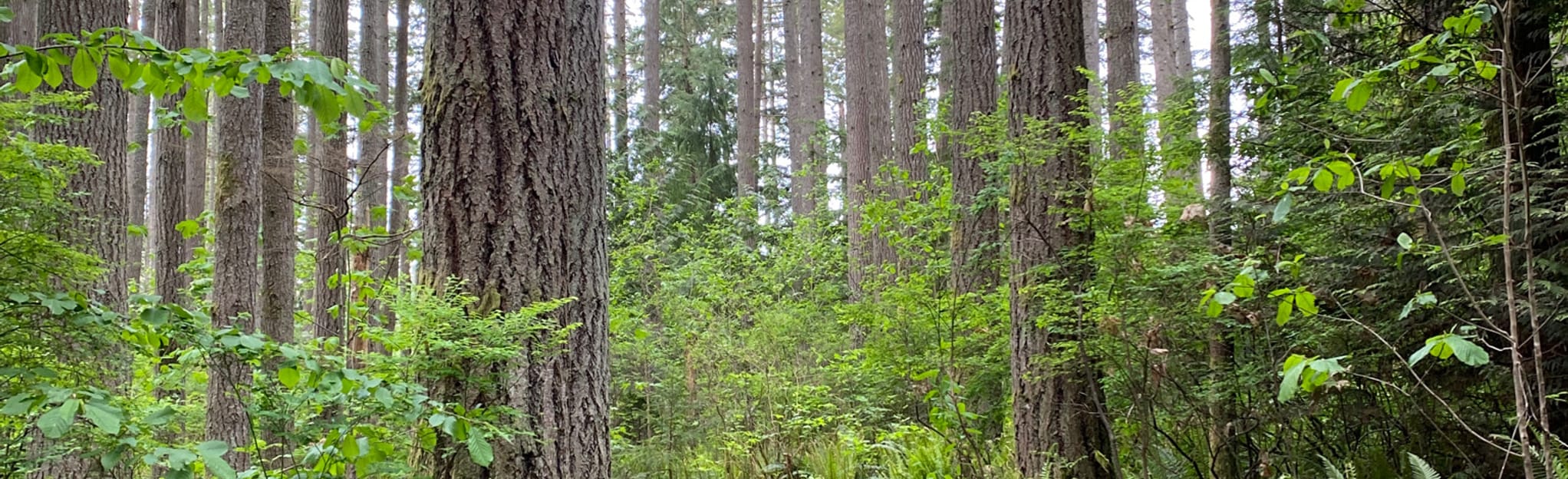 Wetland Plateau, Forest Ridge, Mainline, Red Alder, and Cascara Loop ...