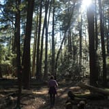 Cook Trail, Pennsylvania - 162 Reviews, Map | AllTrails