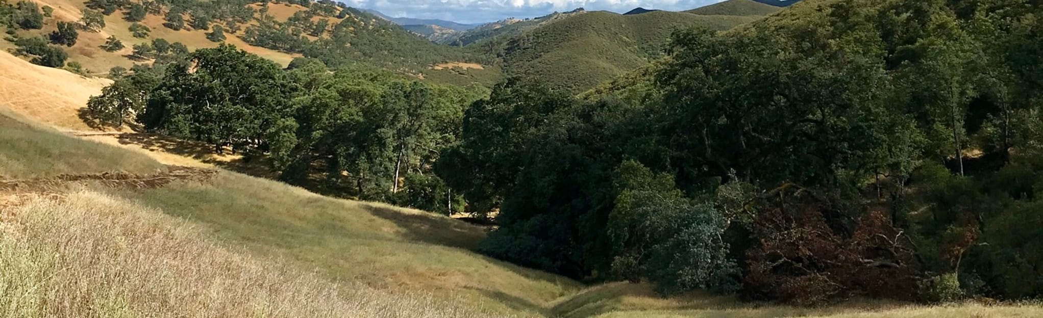 Long Canyon Loop Trail, California - 14 Reviews, Map | AllTrails