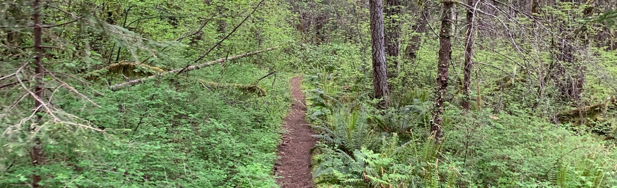 Shadow Falls Trail: 54 Reviews, Map - Oregon | AllTrails