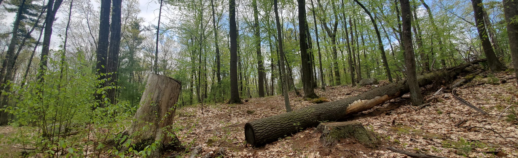 Costa Yellow and White Trail Loop, New Hampshire - 31 Reviews, Map ...