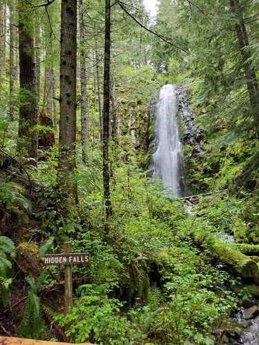 Best Waterfall Trails in Yacolt Burn State Forest | AllTrails