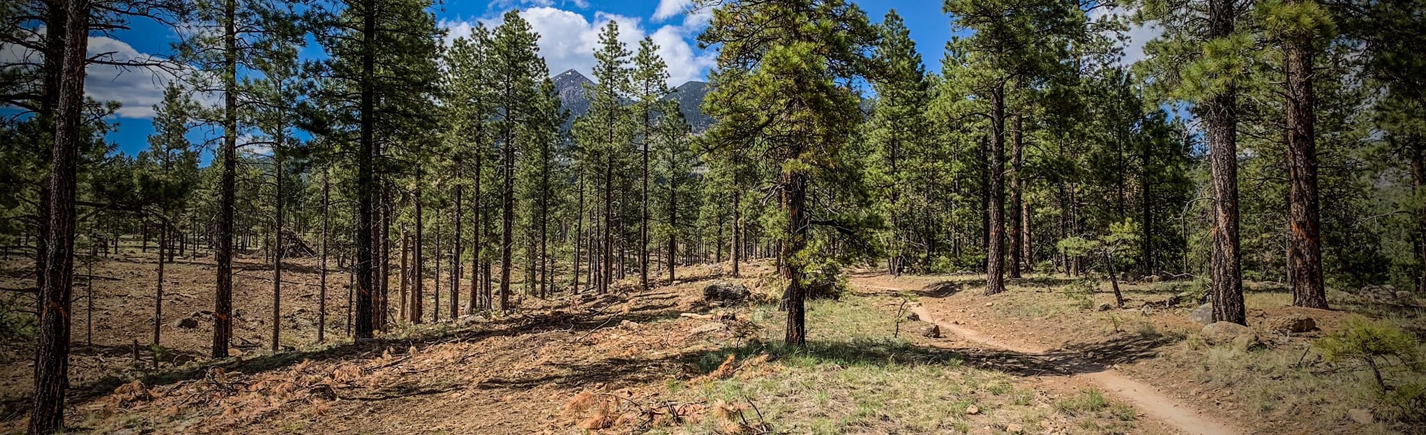 Schultz Pass Rd Loop - Arizona#N# | AllTrails