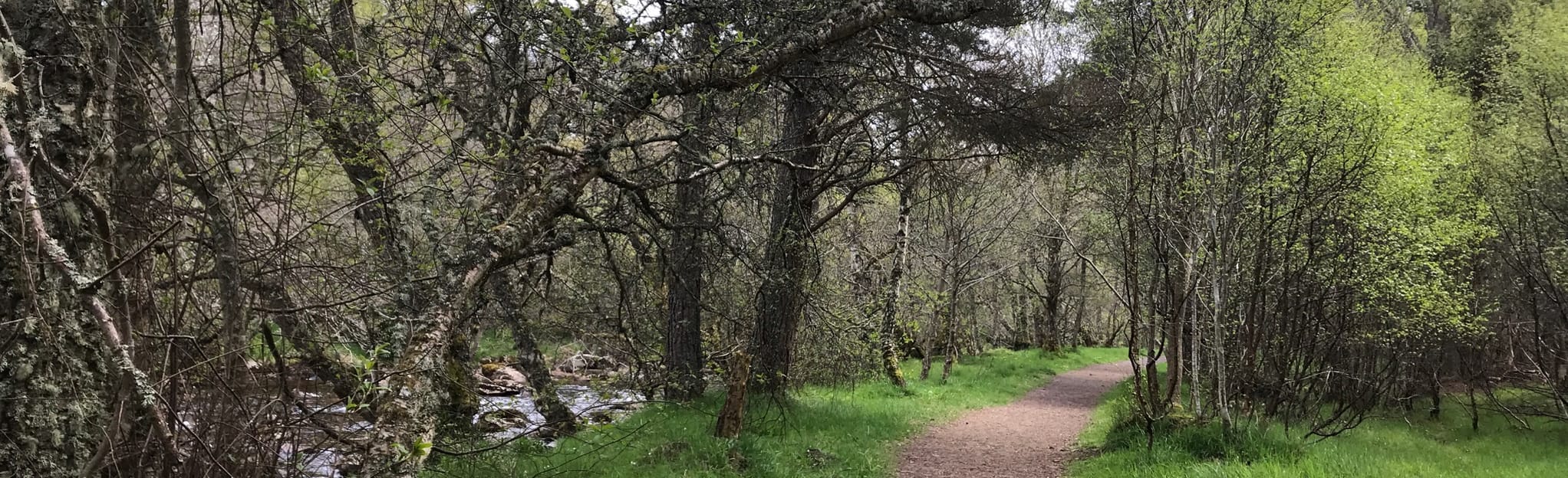Nethy Bridge Circular: 23 foto's - Highlands, Schotland | Wandelen ...