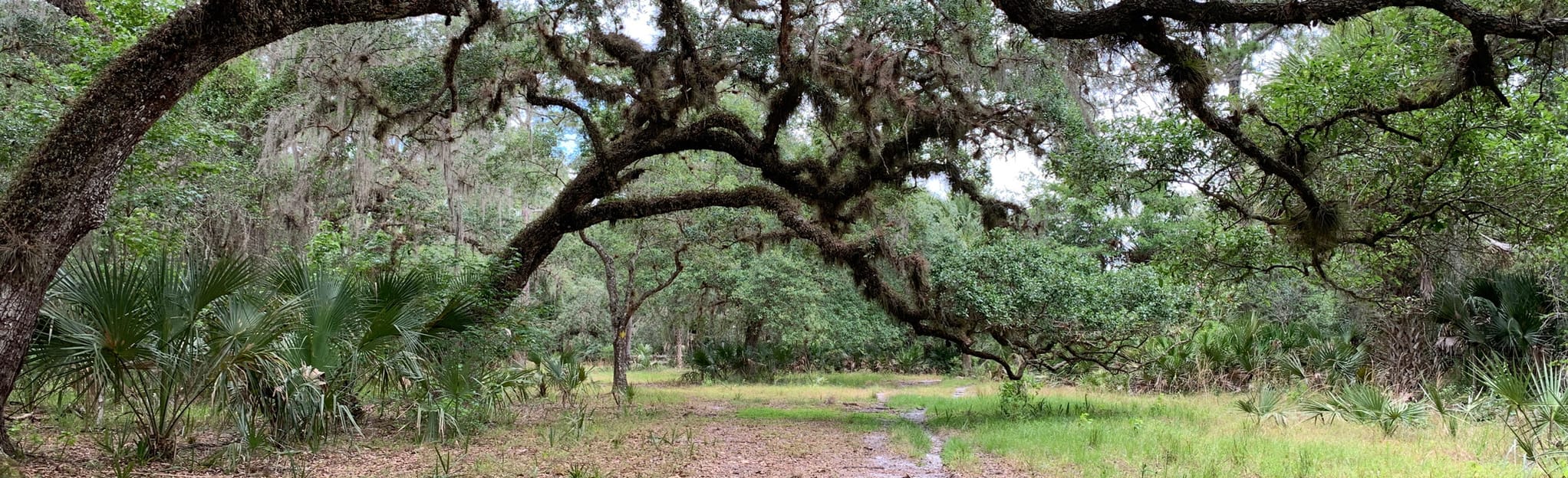 Brickyard Slough Yellow Trail, Florida - 33 Reviews, Map | AllTrails