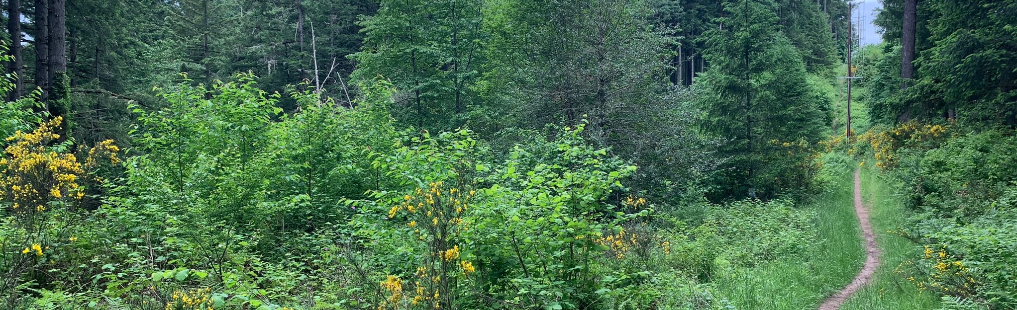 Kings Power Line Trail and Creekside Loop: 34 fotos - Oregon | AllTrails