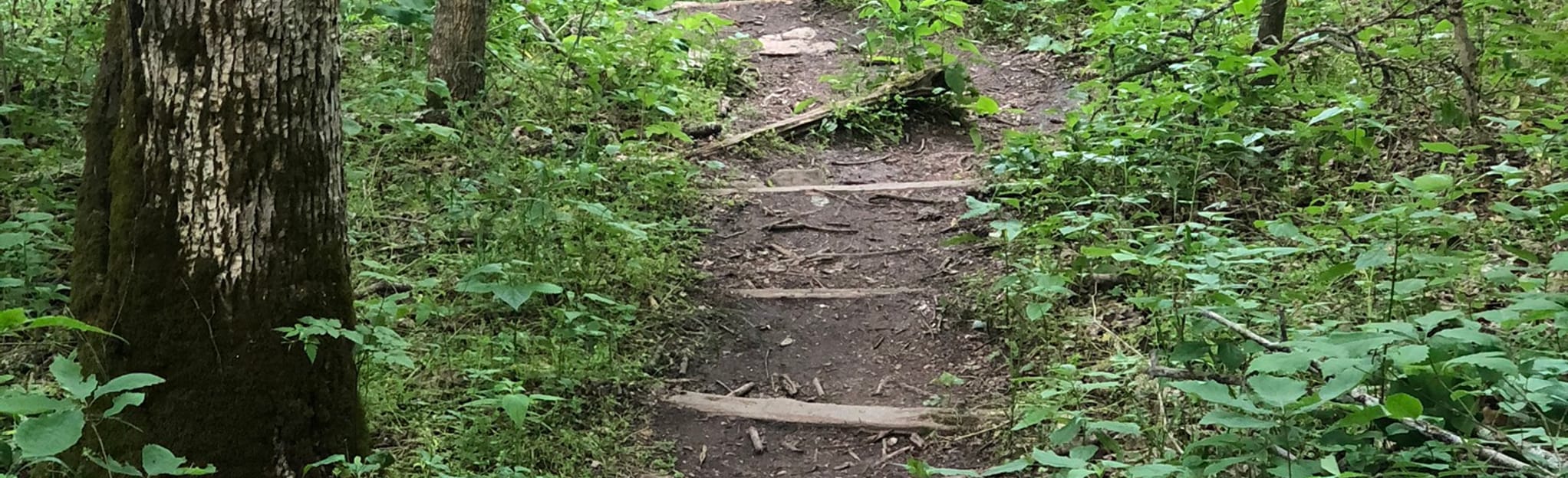 Kentucky River Palisades Trail: 766 Reviews, Map - Kentucky | AllTrails