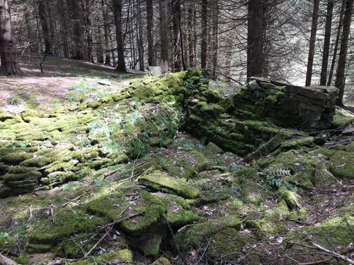 Best Hikes and Trails in Steam Mill State Forest | AllTrails