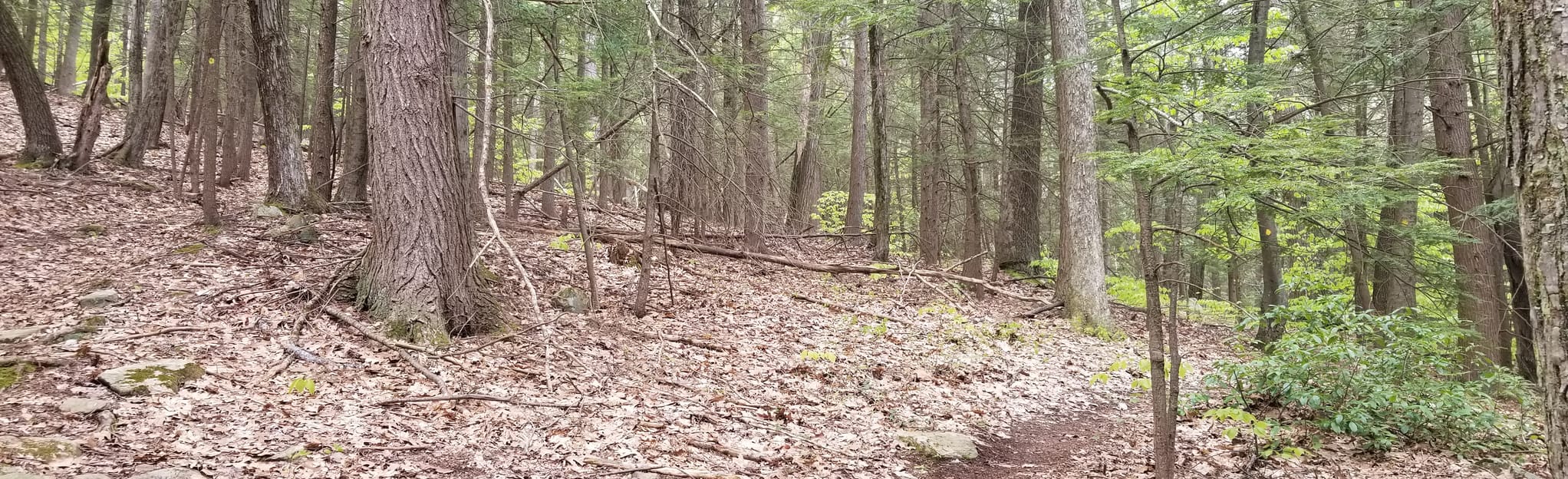 New England and Gold Dot Trail Loop, Massachusetts - 109 Reviews, Map ...