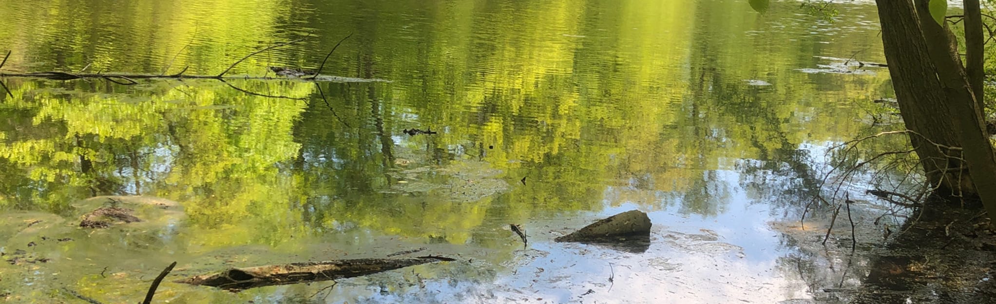 Sunny Ridge Preserve Pond Loop, New York - 52 Reviews, Map | AllTrails