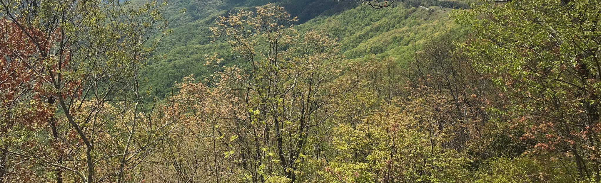 Alligator Back Overlook and Bluff Mountain via Bluff Ridge Primitive ...