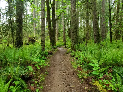 Best Hikes and Trails in Wildwood Interpretive Forest | AllTrails