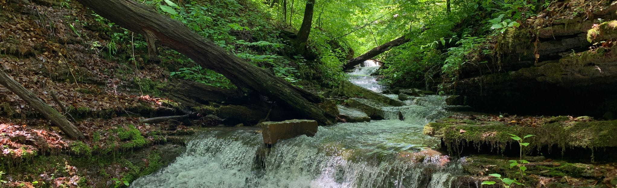 Leaning Log and Adkins Canyon Falls Trail - Arkansas | AllTrails