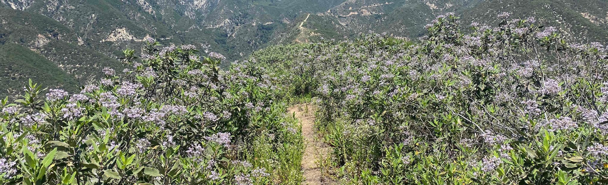 Wella’s Peak, California - 122 Reviews, Map | AllTrails