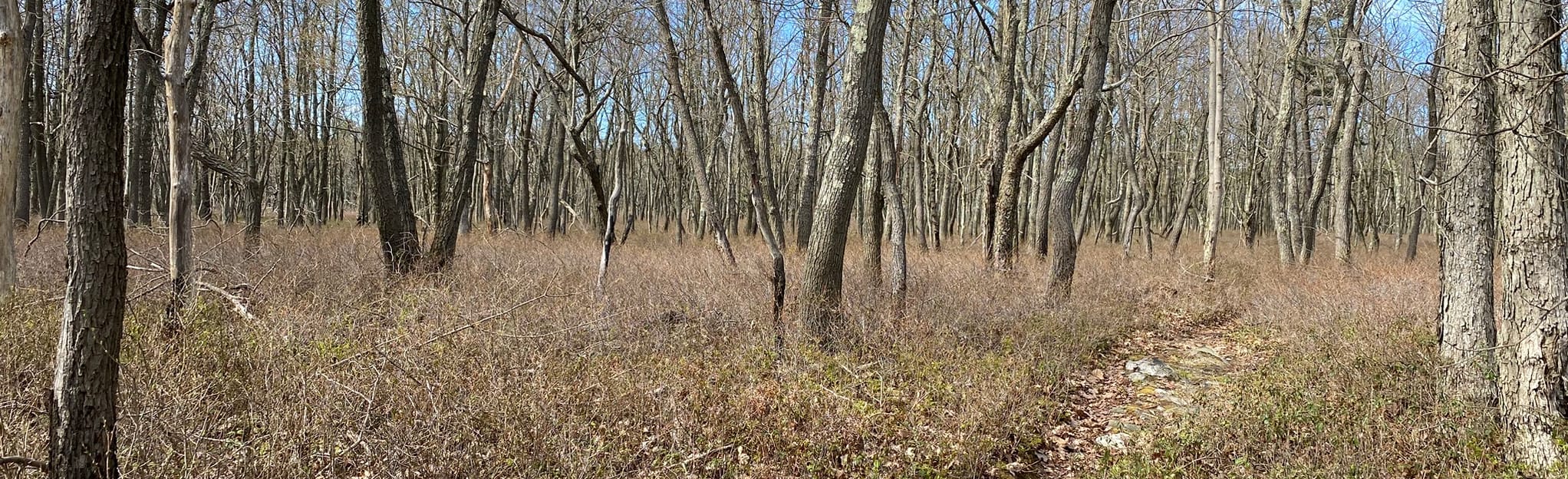 Deer Path Trail - Pennsylvania | AllTrails